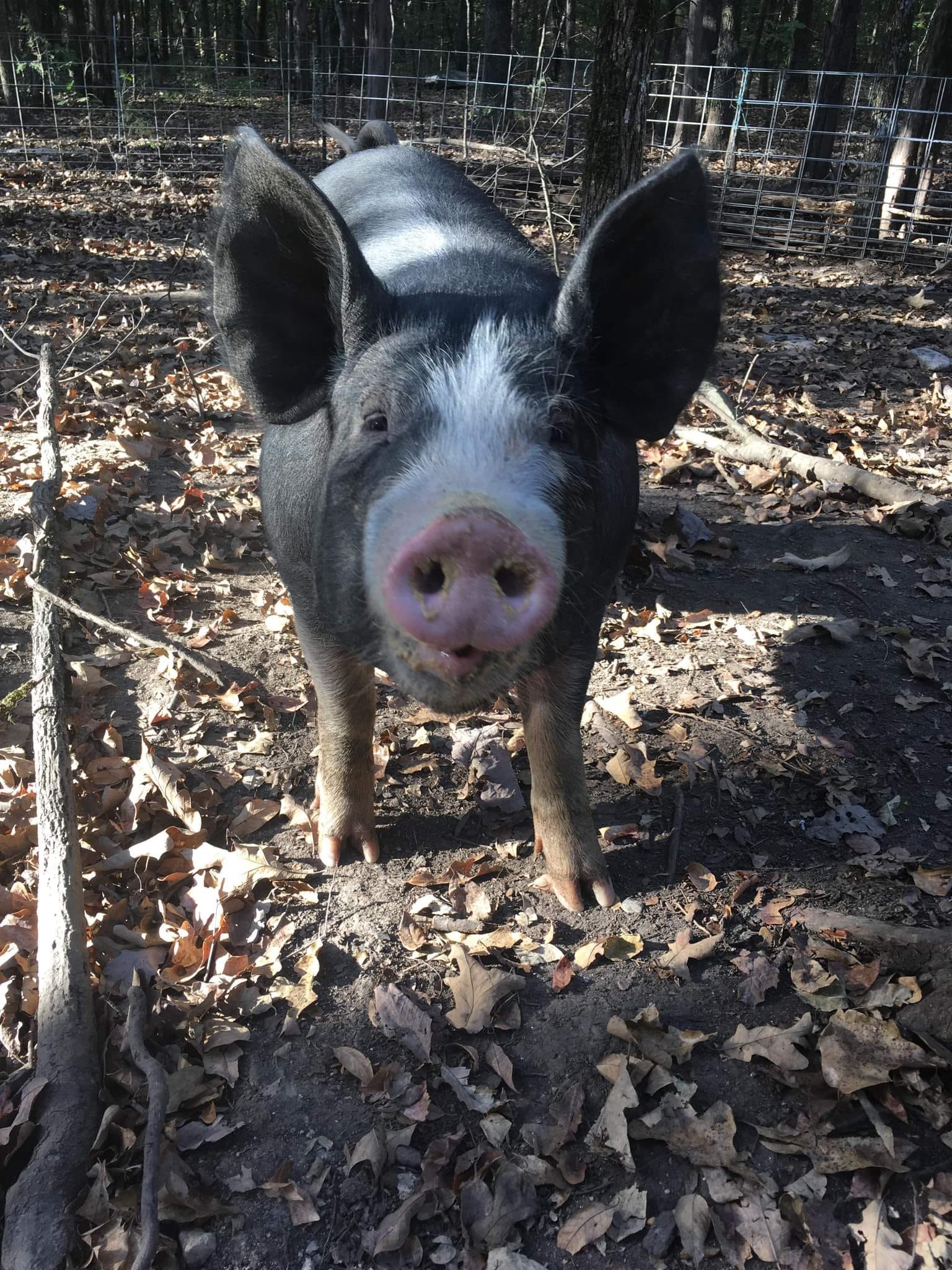 Home - Melbourne Farm To Table